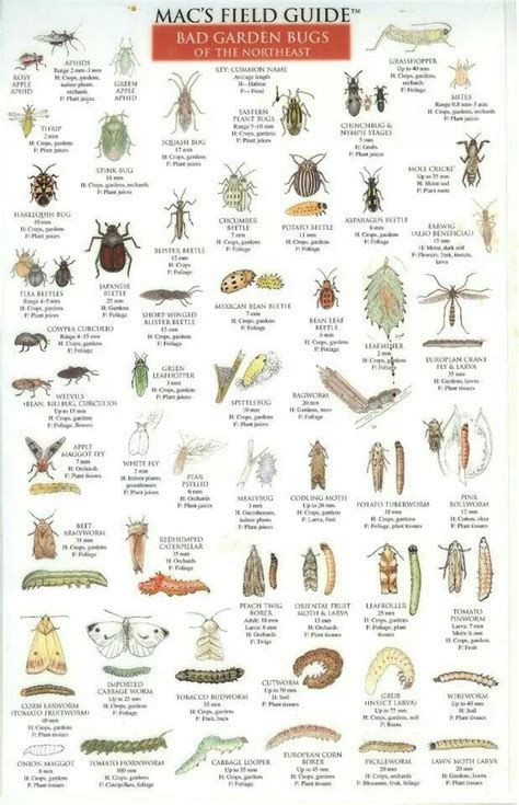 Insect Identification Guide Pdf At Jaime Cardenas Blog