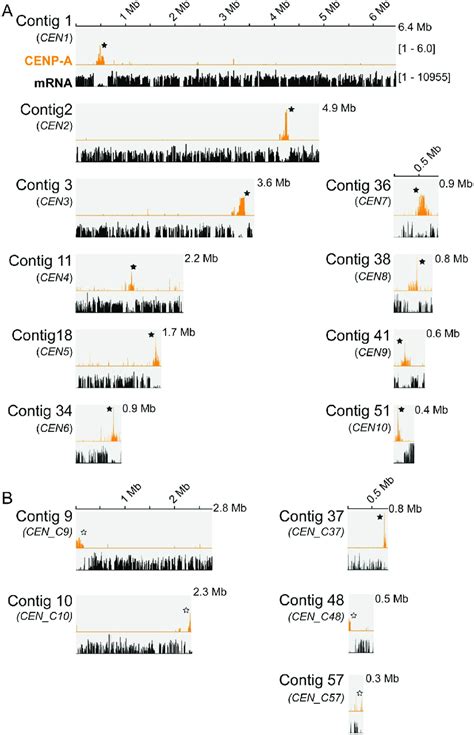 Contigs In The Psojae2019 1 Assembly Demonstrating Cenp A Enrichment Download Scientific