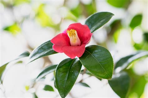 黒ばら本舗の純椿油 黒ばら本舗オフィシャルサイト