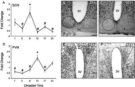 Runx2 Protein Immunoreactivity Is Rhythmic In The Scn And Pvn Of Wild