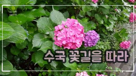 수국이 있는 풍경 Youtube