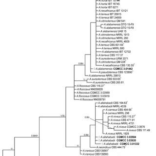 Phylogenetic Tree Inferred From The Partial ITS Sequences Showing The Download Scientific