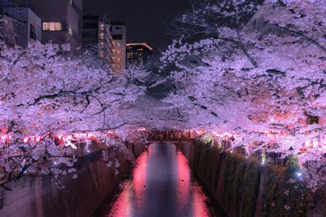 A Guide To Sakura Season Japans Cherry Blossom Festival Inspire