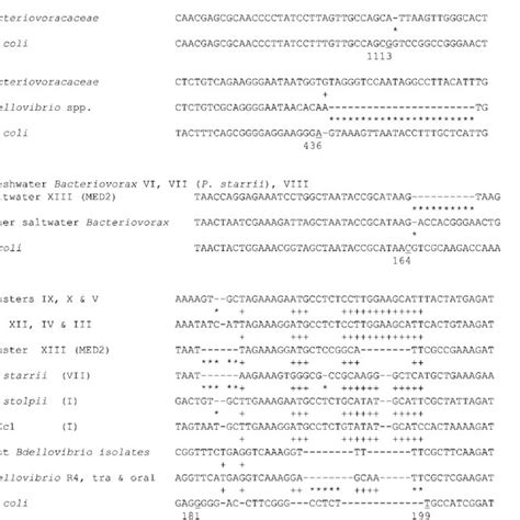 Clustalx V181 Multiple Sequence Alignment For 16s Rrna Genes All