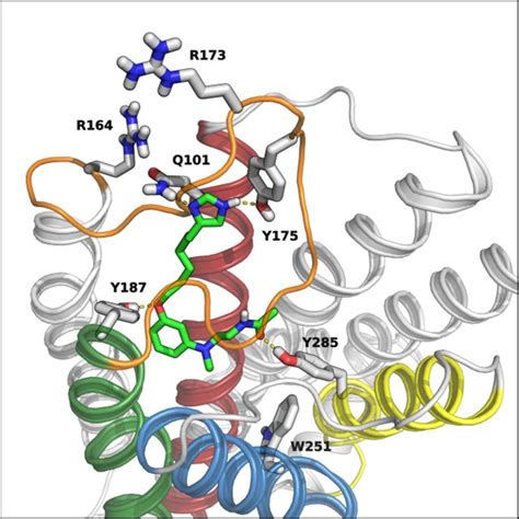 Left Hypothetical Binding Conformation Of Compound 14d Green Download Scientific Diagram