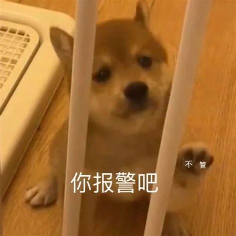 表情包来了 哈哈爷气死你 这次是真的有被生活伤到