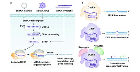 A General Pathway For ShRNA And SiRNA From Delivery To Processing Download Scientific