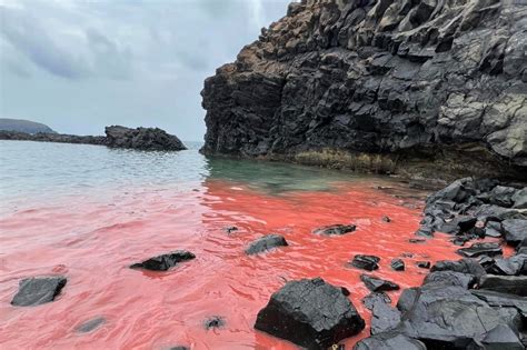 海底星空珊瑚產卵大爆發 墾丁海域如天女散花澎湖七美粉紅派對遊客驚喜