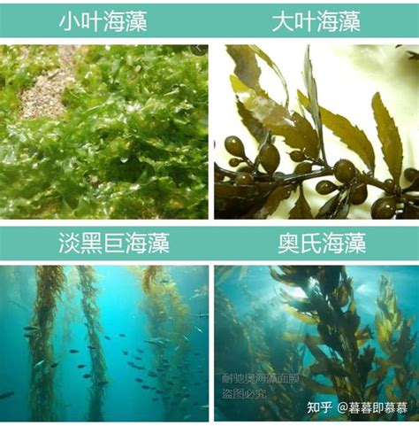 海藻面膜的功效和作用海藻面膜敷多久哪个牌子好测评 知乎