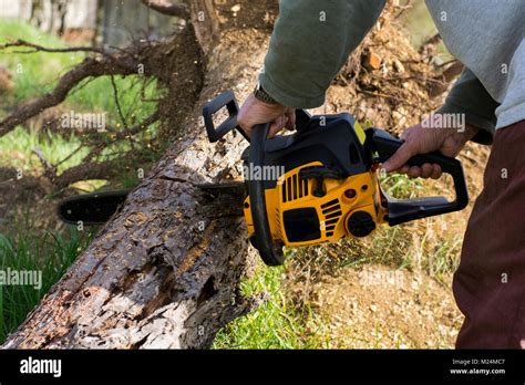Man Cuts A Fallen Tree In The Backyard Stock Photo Alamy
