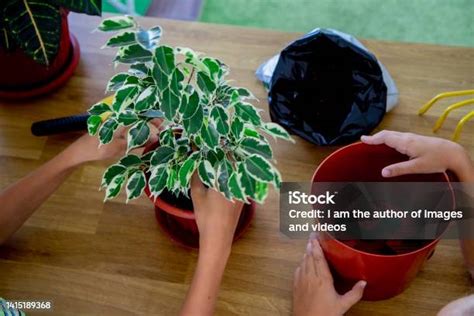 녹색 Ficus 식물을 이식하는 손의 상단보기 가정 식물에 대한 사랑과 보살핌 집안의 식물 재배 및 원예 10 11세에 대한 스톡 사진 및 기타 이미지 Istock