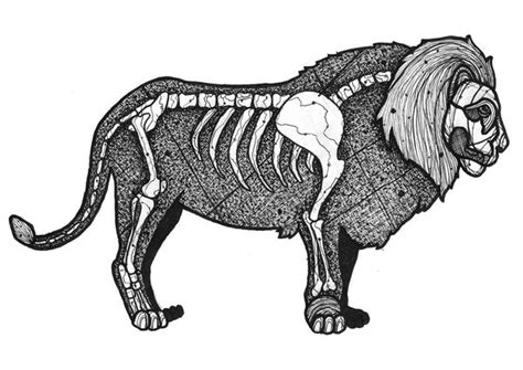 Lion Anatomy By Lewisdesigns On Deviantart