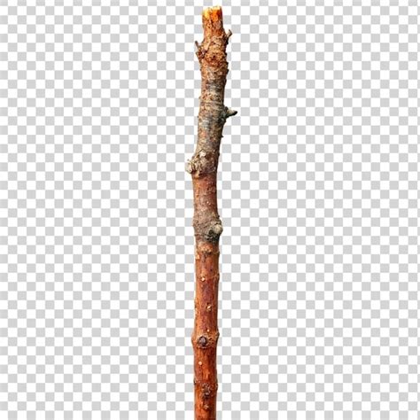 Premium PSD Tree Branch Isolated On Transparent Background