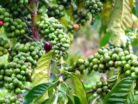 Mengenal Jenis Jenis Biji Kopi Aroma Rasa Dan Karakteristiknya