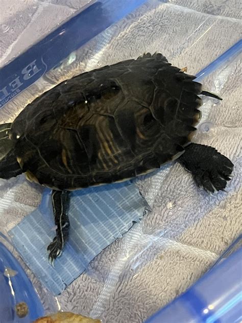 Breed And Sex Of Turtle Rturtle