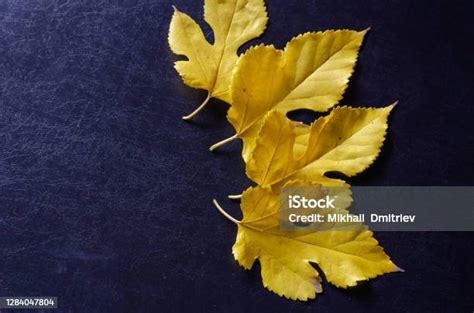 검은 배경에 쓰러진 잎을 가진 창조적 인 멀티 태스킹 배경 0명에 대한 스톡 사진 및 기타 이미지 0명 가을 단풍 계절 Istock