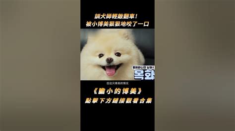 姜訓犬師輕敵翻車！本以為狗狗體型小沒殺傷力，結果被狠狠地咬了一口shorts Youtube