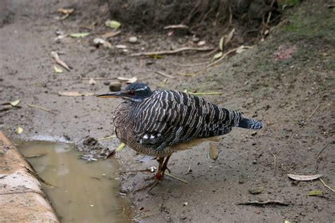 Avise S Birds Of The World