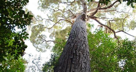 Trees Growth Keeps Climbing With Age