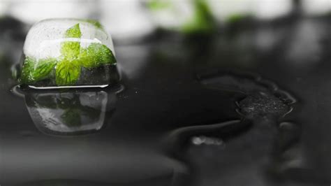 Understanding The Biodiversity Index Equation Measuring Natures Richness