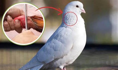 Cách Làm Thịt Chim Bồ Câu Có Giống Như Việc Cắt Tiết Gà Và Vịt