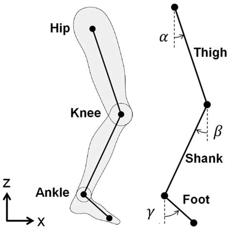 Realization Of A Human Like Gait For A Bipedal Robot Based On Gait Analysis