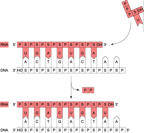 Rna Och Rna Syntes Magnus Ehingers Undervisning
