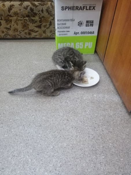 Добрый день на территории завода найдено два милых котёнка на вид месяца полтора мальчик и