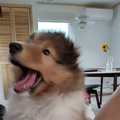Pocky Sheltie On Threads