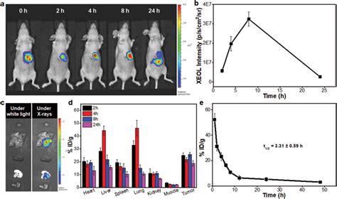 A In Vivo Persistent Luminescence Imaging At Different Time Intervals Download Scientific