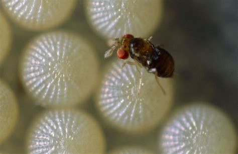Trichogrammatid Wasp Description Parasitic Biological Control