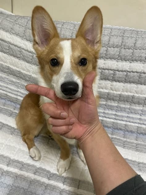 웰시코기피피 강아지책임분양 강아지분양 고양이분양 컴투펫 시츄 셔틀랜드쉽독 말티푸 미니핀 치와와 요크셔테리어 포메라니안 말티즈 분양