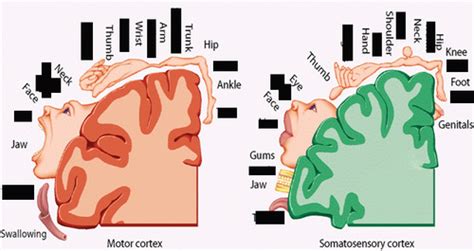 Sensorycortex 千图网