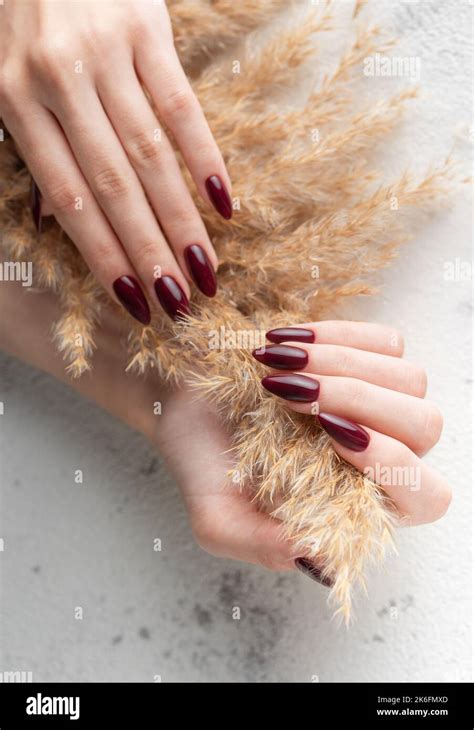 Beautiful Hands Of A Young Woman With Dark Red Manicure On Nails Female Hands Holding Dry