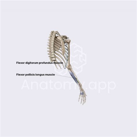 Anterior Compartment Of Forearm Muscles Third Layer Anatomyapp