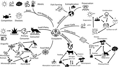 Dual Coding Revision Ecosystems Teaching Resources