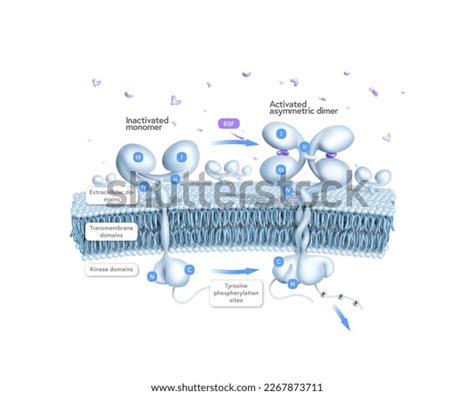 Schematic Egfr Signalling Pathway Stock Illustration 2267873711
