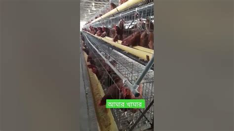 লেয়ার লেয়ারমুরগি মুরগি পালন মুরগির খামার Egg ডিম Food Foodshorts Youtube