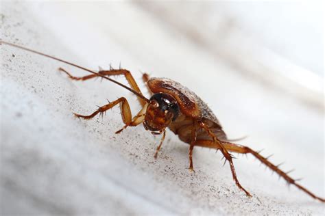 Common Bugs Mistaken For Roaches