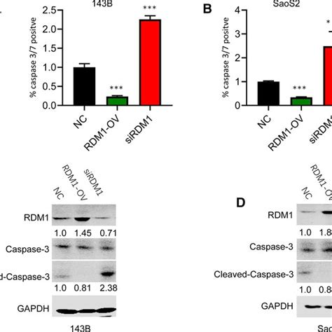 rdm1 inhibited cell apoptosis in 143b and saos2 cells a‐b the cell