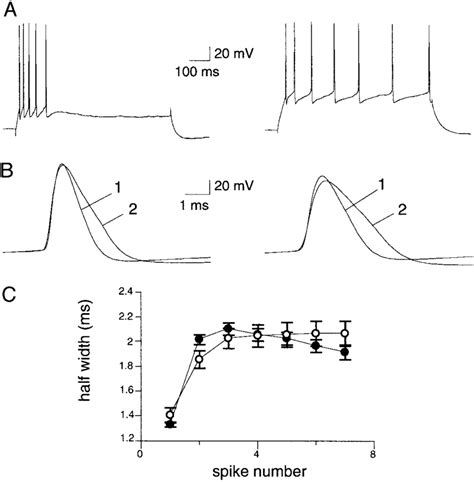 Action Potential Broadening During A Train Of Action Potentials A