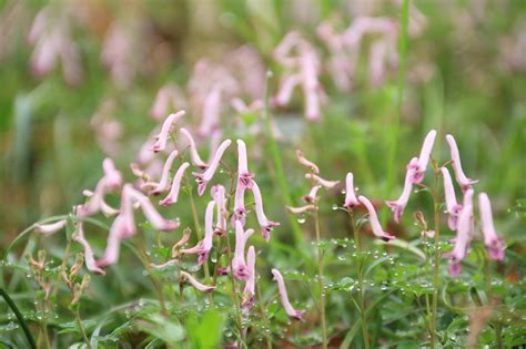ジロボウエンゴサク Corydalis decumbens 東京都周辺の生きもの