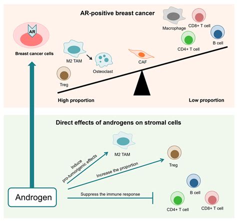Regulation Of Stromal Cells By Sex Steroid Hormones In The Breast Cancer Microenvironment