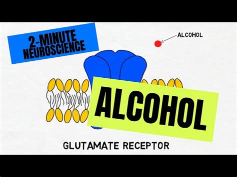 How Alcohol Affects The Synaptic Gap