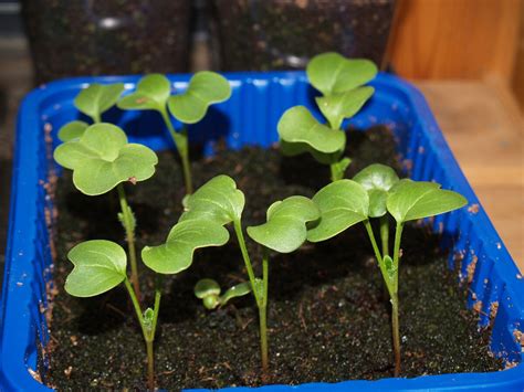 Редиска зимой на подоконнике Попытка номер два Продолжение Чилисад Дзен