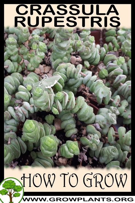 Crassula Rupestris How To Grow And Care