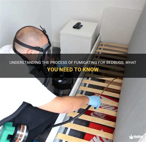 Understanding The Process Of Fumigating For Bedbugs What You Need To