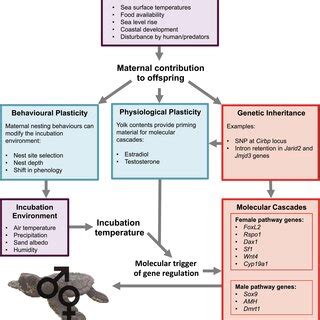 The Three Patterns Of Temperaturedependent Sex Determination A Type Download Scientific