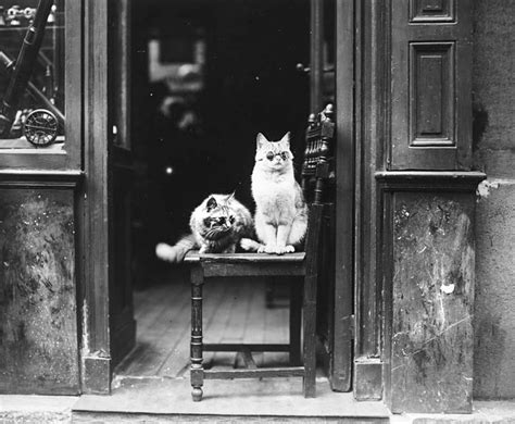 40 Best Vintage Cat Photos To Melt Your Heart Bored Panda