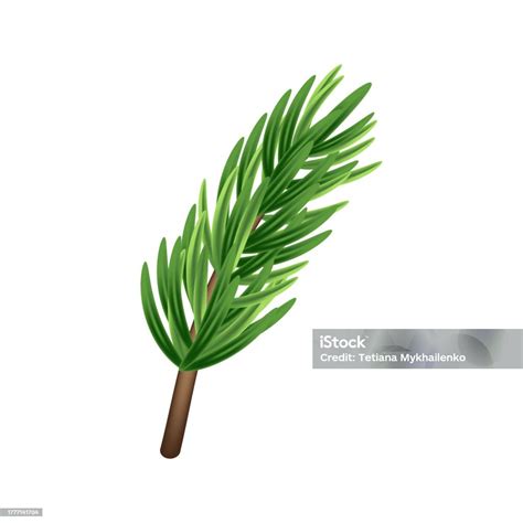 크리스마스 트리 가지 3d 상록 소나무 또는 전나무 녹색 주니퍼 겨울 축제 행사 크리스마스의 상징 카드 디자인 축하 배너를 위한 벡터 그림 0명에 대한 스톡 벡터 아트 및